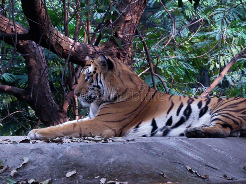Proud Bengal Tiger. stock photo. Image of aggressive - 256211336