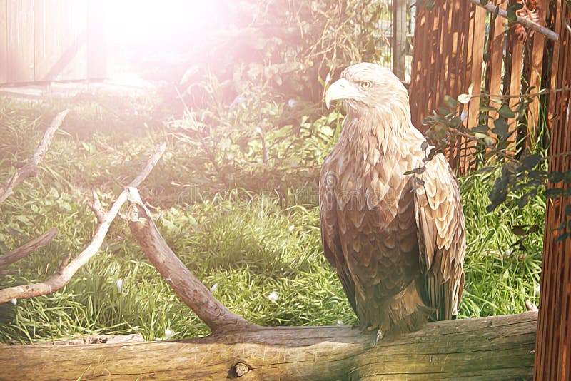 The Proud Bird Eagle Sits on Tree Branch Stock Image - Image of perch ...