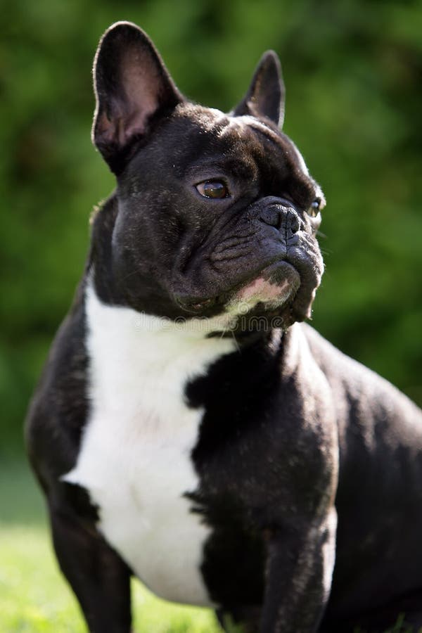 Proud bulldog stock image. Image of close, funny, flower - 18343077