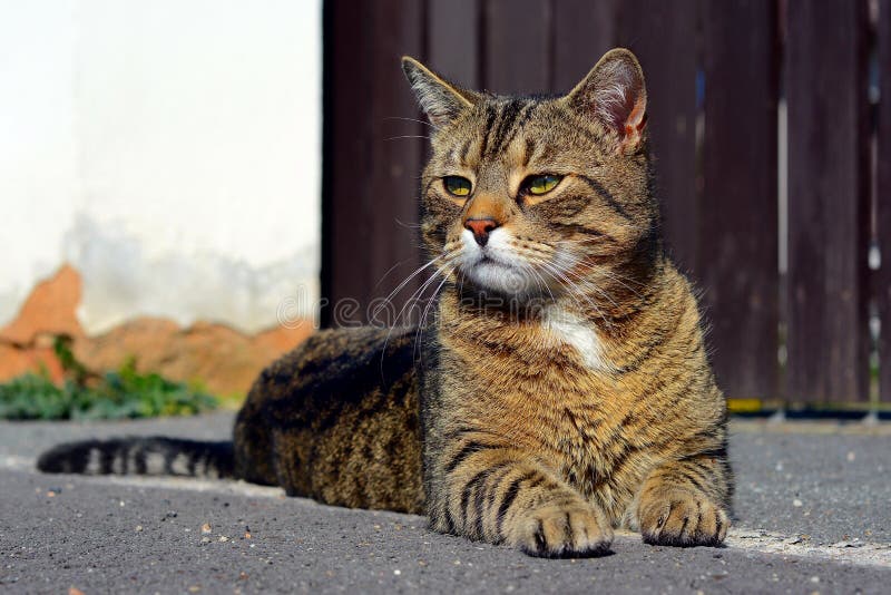 Proud cat in the garden stock photo. Image of bask, satisfied - 40551192