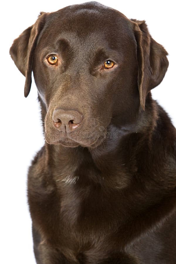 Proud Labrador Retriever stock photo. Image of young - 12970588