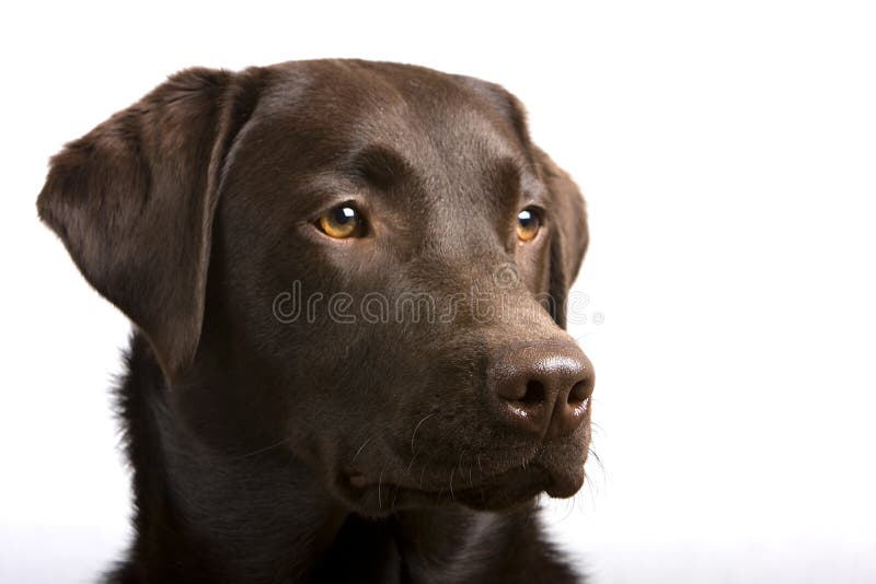 Proud Labrador Retriever stock photo. Image of young - 12970588