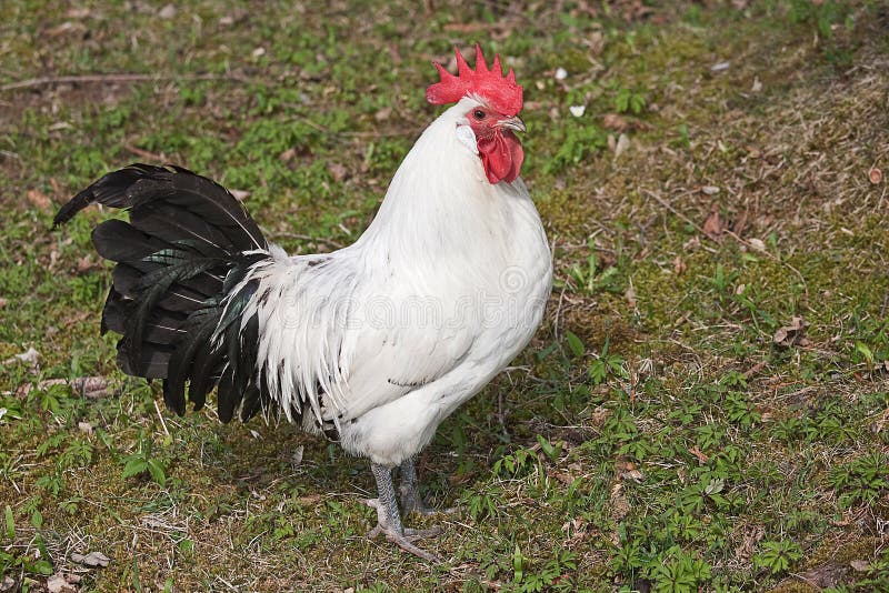 Proud chicken stock photo. Image of chicken, tropical - 7923778