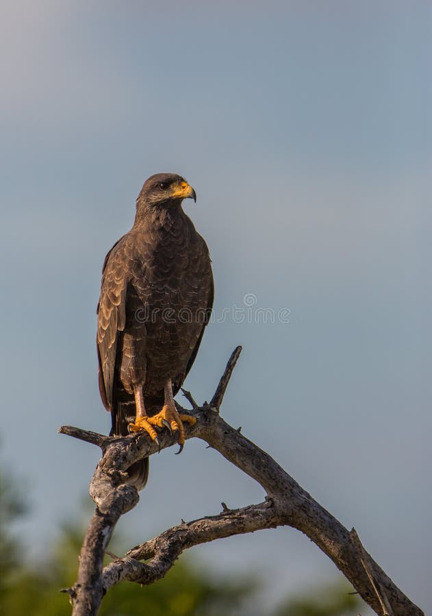 A Proud Common Black Hawk on a Branch Stock Photo - Image of creature ...