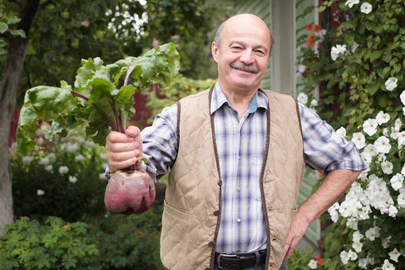 Proud Content Man Holds a Beetroot in the Garden Stock Image - Image of ...