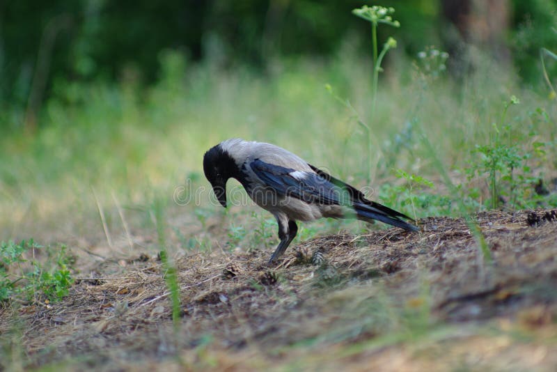 Hooded crow stock photo. Image of wetland, prairie, wing - 253474768