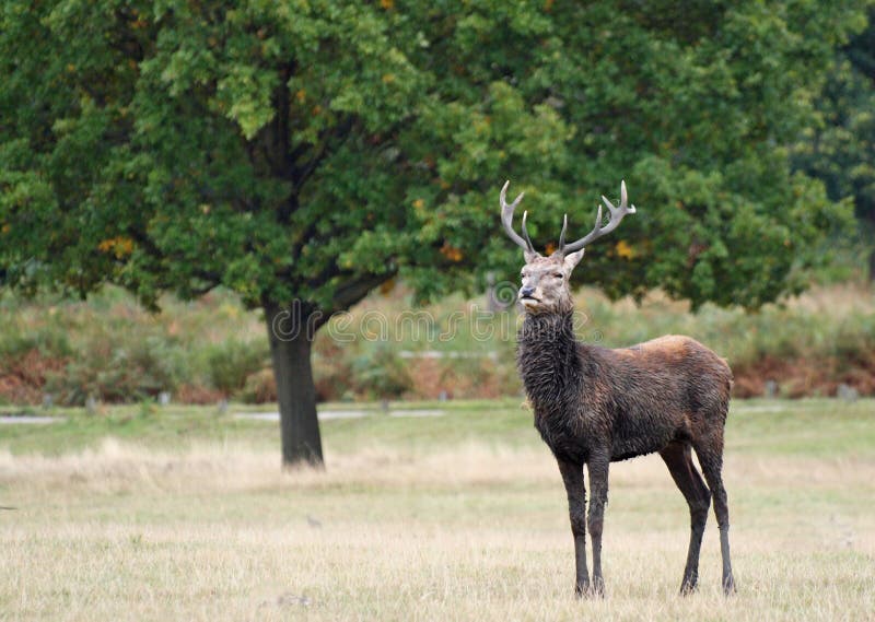 Proud Deer Stag stock photo. Image of strong, dirty, rutting - 11336364
