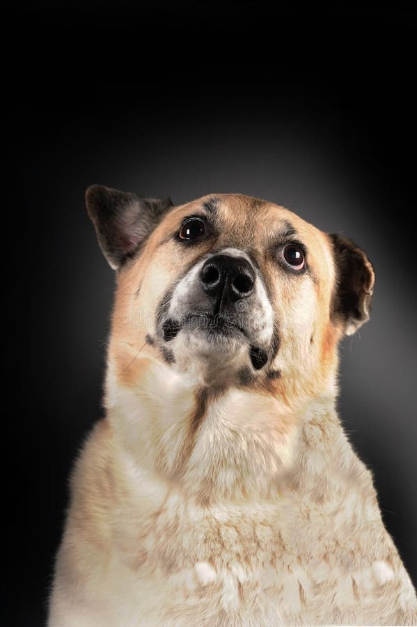 Proud Dog stock photo. Image of animal, hound, white - 10866486