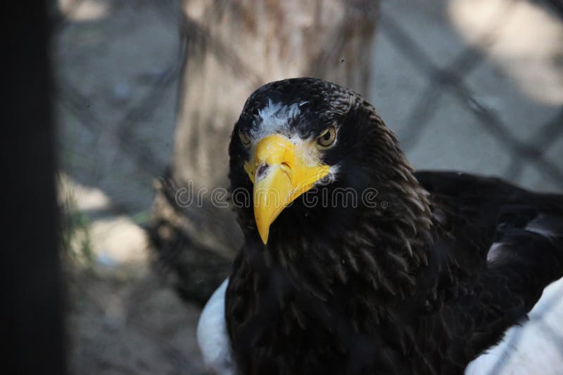 Proud Eagle stock photo. Image of white, wings, eagle - 1485194