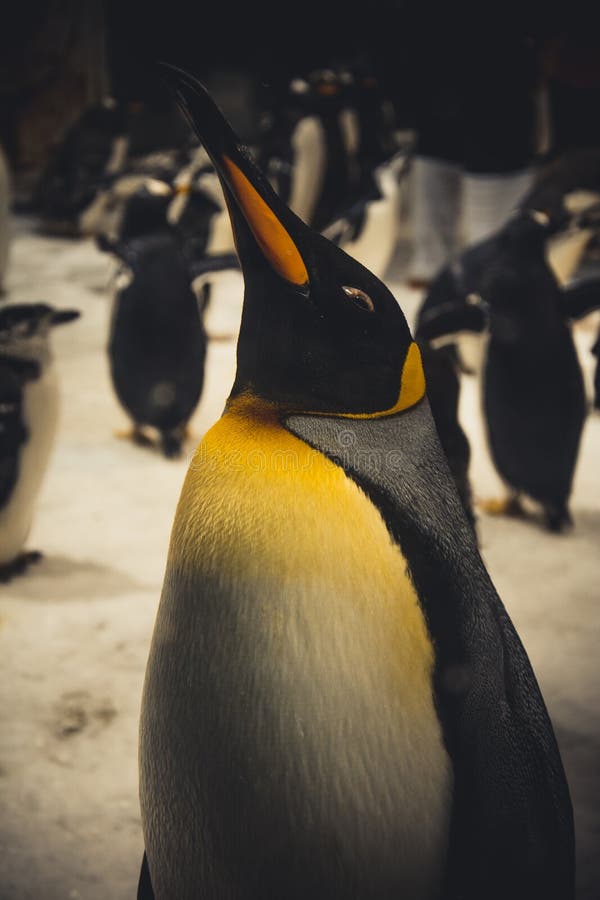 Emperor Penguin stock photo. Image of water, blue, nature - 16893220