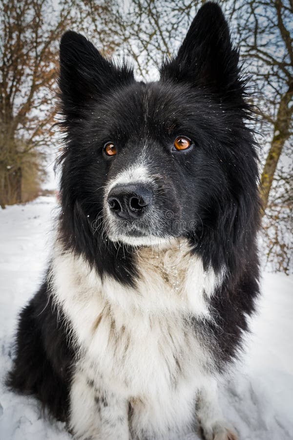 Proud Eurasier stock image. Image of head, white, long - 49970787