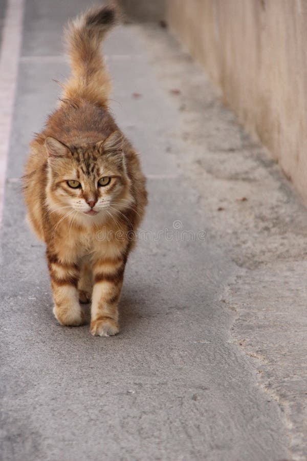 Proud walking cat stock photo. Image of looking, alley - 271629726