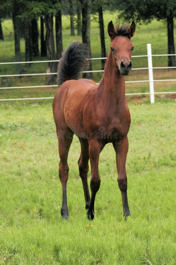 Filly stock photo. Image of baby, equestrian, eating, animal - 2356606