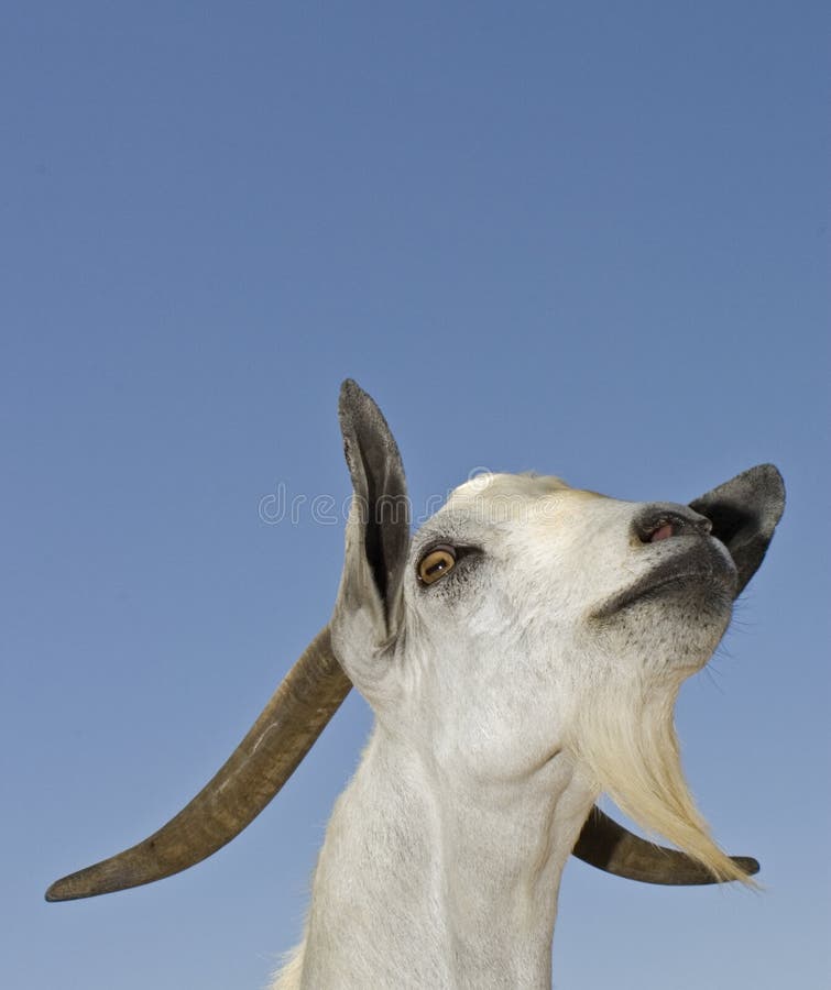 8+ Proud wild goat Free Stock Photos - StockFreeImages