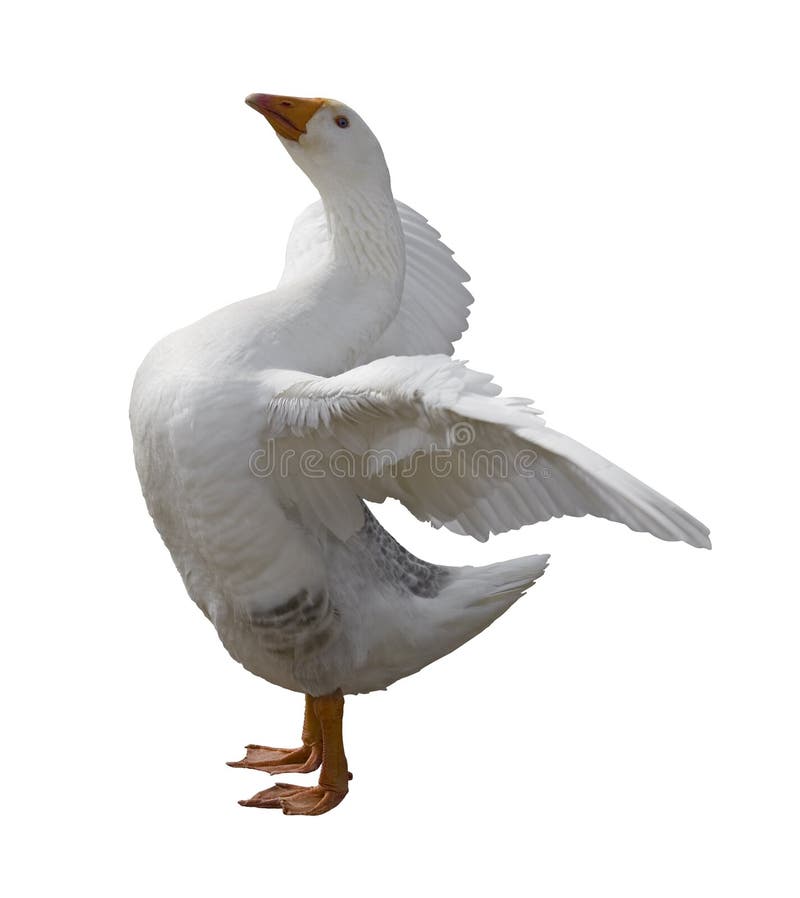 Proud Goose stock image. Image of animal, beak, waterfowl - 4685535