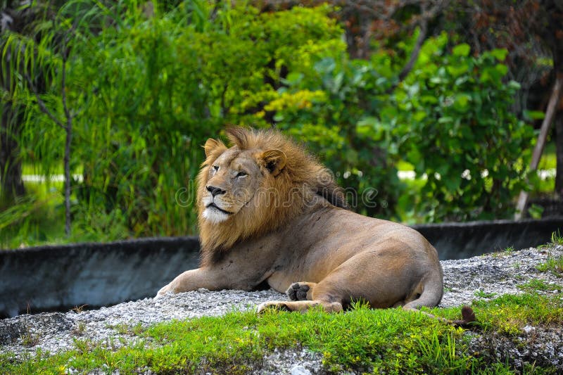 Proud King of Animals Looking through the Distance. Stock Image - Image ...
