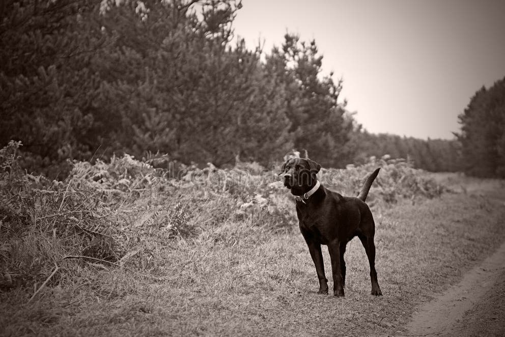 Proud Labrador in Countryside Stock Photo - Image of hound, gundog: 7588506