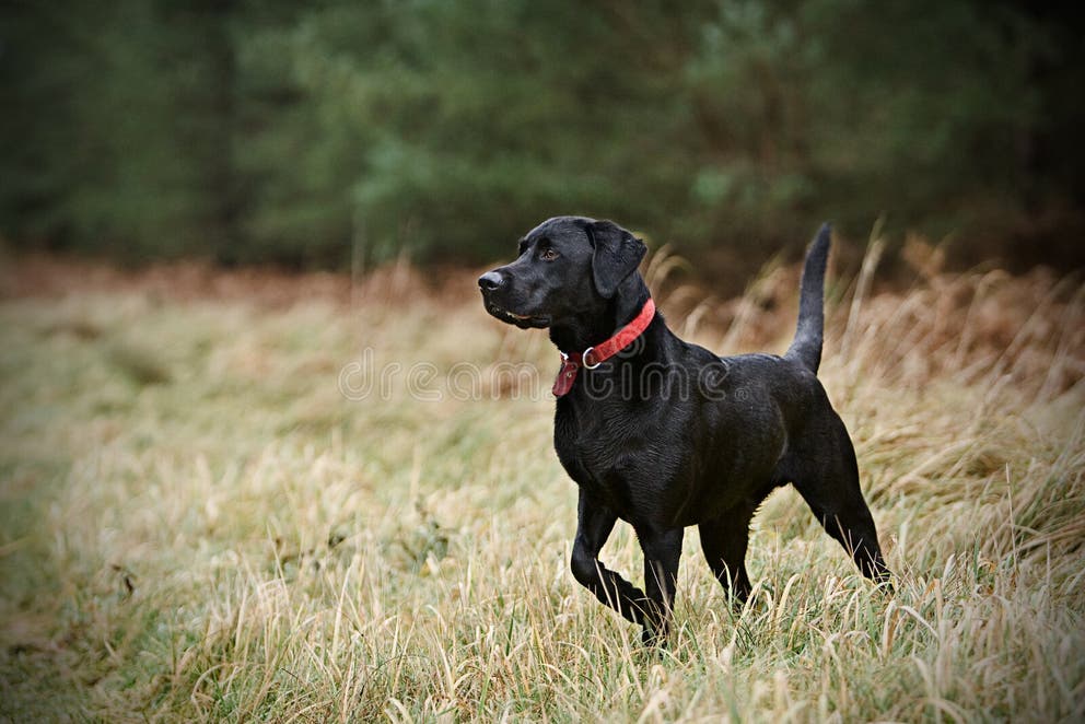 Proud Labrador in Countryside Stock Image - Image of black, outdoors ...