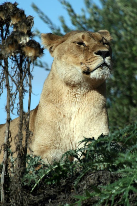 Proud lion stock image. Image of proud, africa, panthera - 1346745
