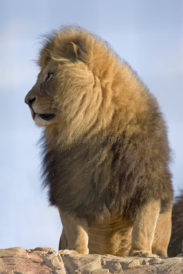 Proud lion stock image. Image of sunny, fierce, pride - 2081865