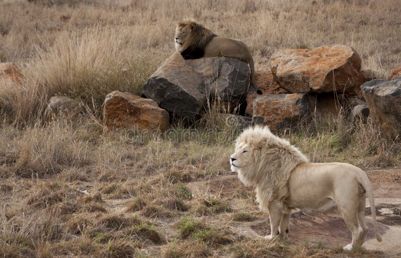 Proud Lion stock photo. Image of straw, anima, african - 89359218