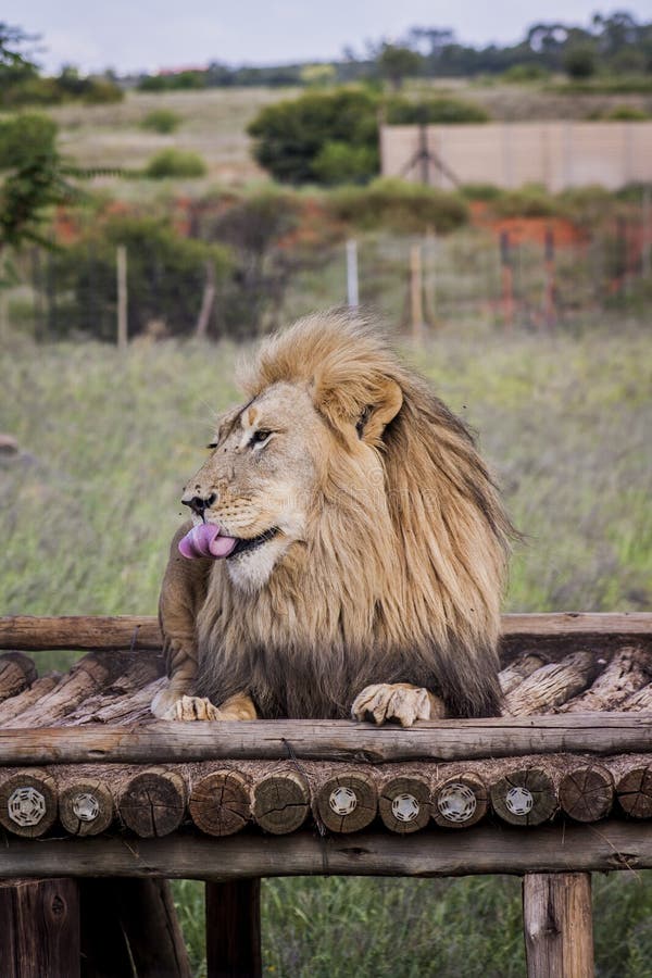 Proud Lion stock image. Image of proud, africa, life - 89359539