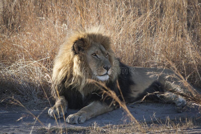 Proud Lion stock photo. Image of natural, view, animals - 89359586
