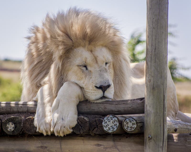 Proud Lion stock photo. Image of proud, anima, savethelions - 89359648