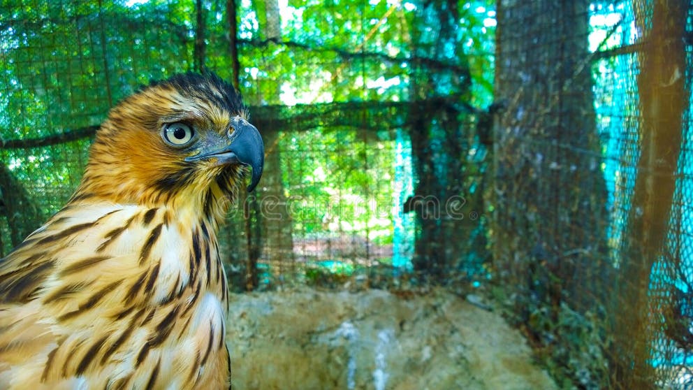 Proud Look of an Eagle in a Cage Stock Photo - Image of look, asia ...