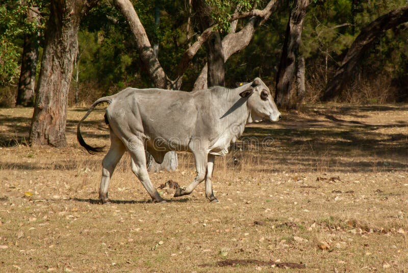A Proud Looking Bull Walking through Pasture Stock Photo - Image of ...