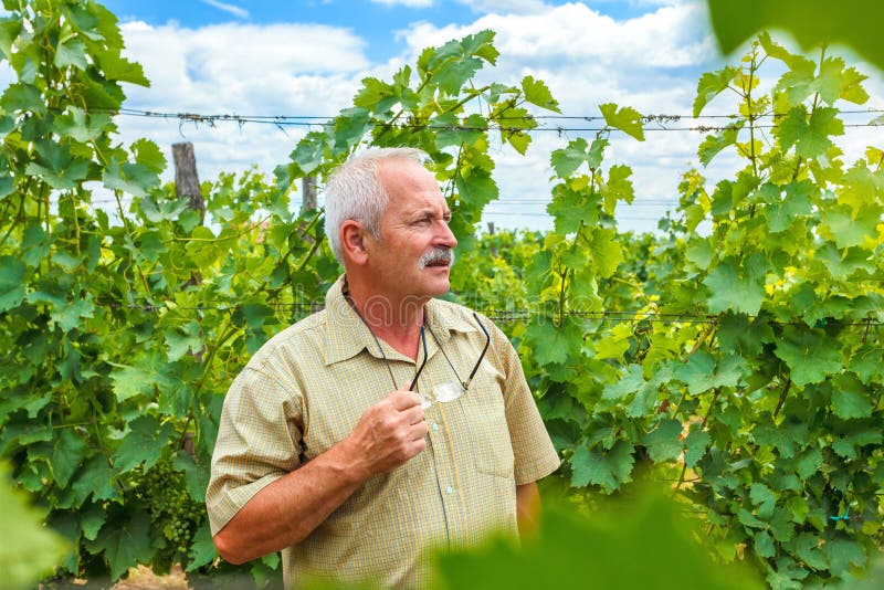 Proud Man in Vineyard Summertime Stock Image - Image of plantation ...