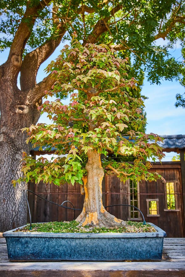Proud Maple Tree Bonsai Plant Standing Tall with Regular Tree Above it ...