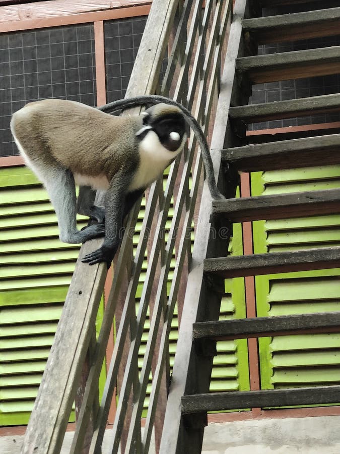 Proud Monkey in Ghana on Staircase Stock Photo - Image of staircase ...