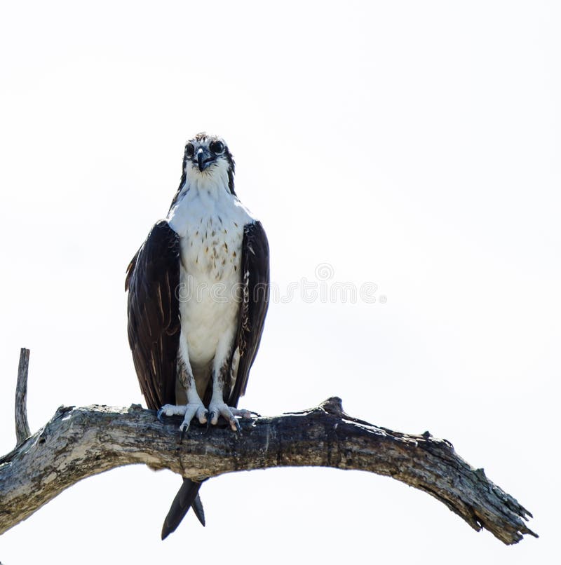 Proud Osprey stock photo. Image of feet, face, predator - 85440612