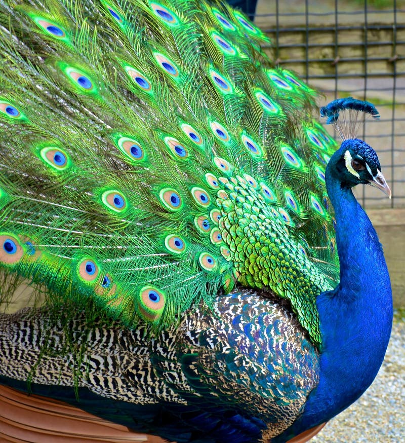 Peacock plume stock photo. Image of blue, closeup, feather - 19865004 Peacock plume stock photo. Image of blue, closeup, feather - 19865004