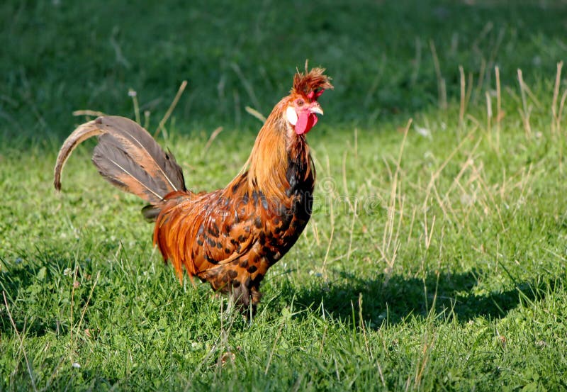 Proud red cockerel stock photo. Image of plumage, meadow - 22927226
