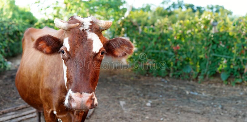 Proud Red Cow with Impressive Horns Standing in a Rural Barnyard Stock ...