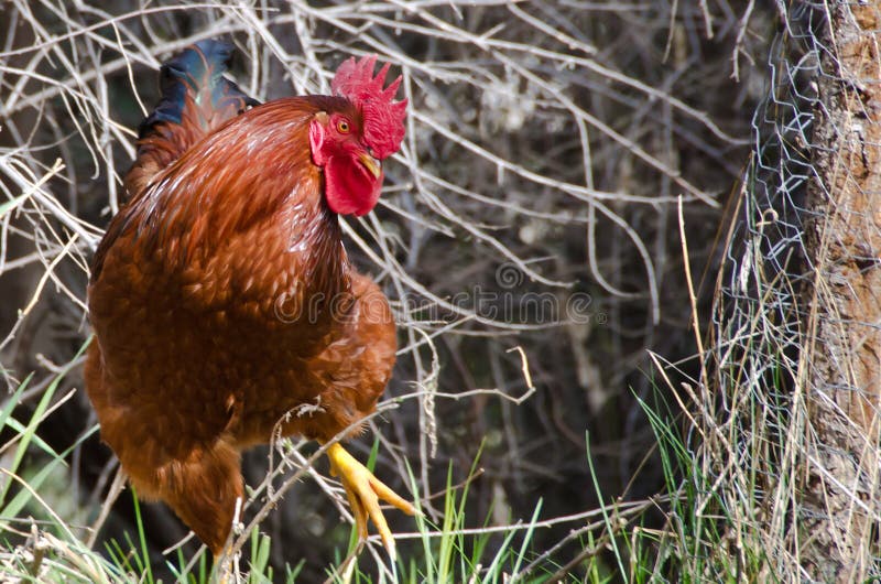 Proud Red Rooster Standing Tall in the Green Grass Stock Photo - Image ...