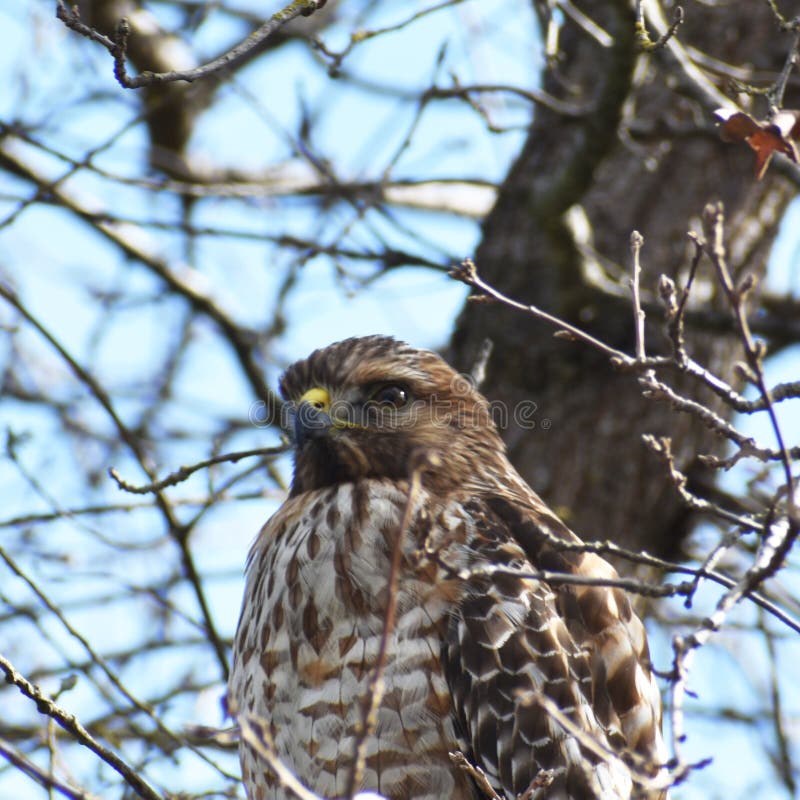 Proud Red Tailed Hawk Close Up High Quality Stock Photo - Image of ...