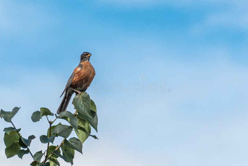Proud Robin on Top of a Tree Stock Photo - Image of songbird, branch ...