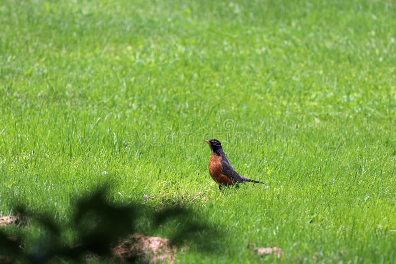 Proud robin stock photo. Image of animal, bird, green - 94691736