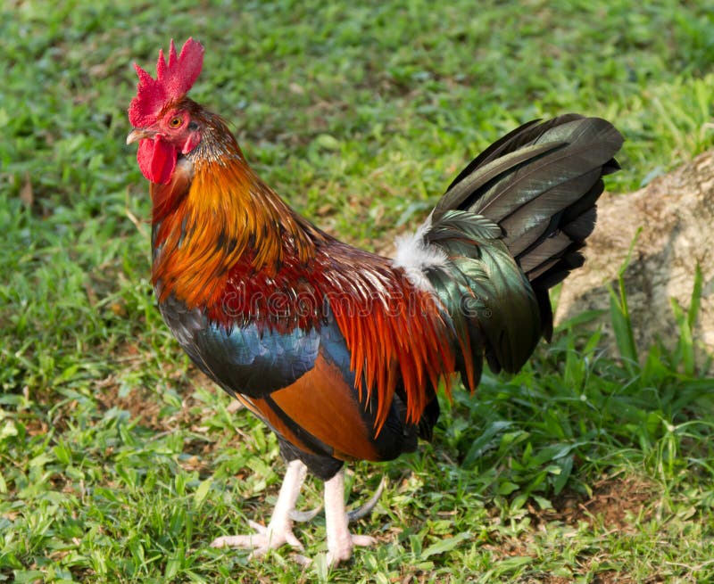 Proud Rooster stock photo. Image of roosters, chick, feathering - 22014940
