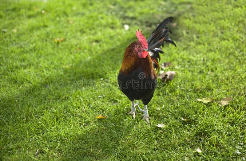 The proud rooster stock photo. Image of action, grass - 25523880