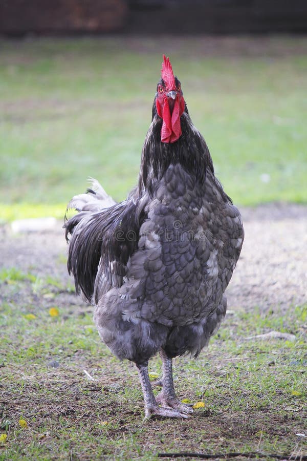 Proud Rooster stock photo. Image of vertical, tall, large - 27533806