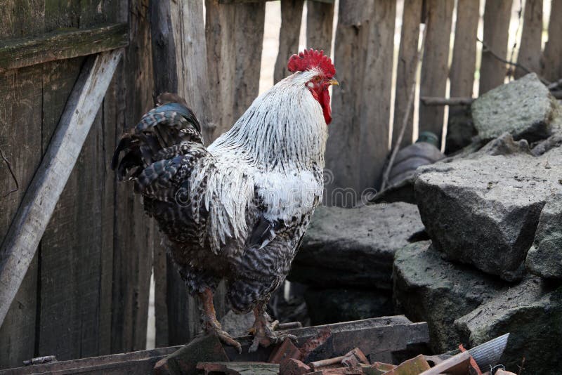 Proud rooster in backyard stock image. Image of chicken - 81787883