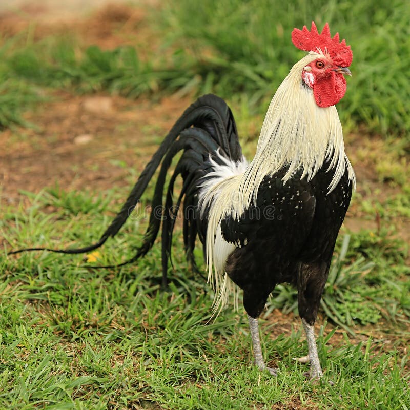 Proud Rooster stock image. Image of animals, tail, checken - 58385511