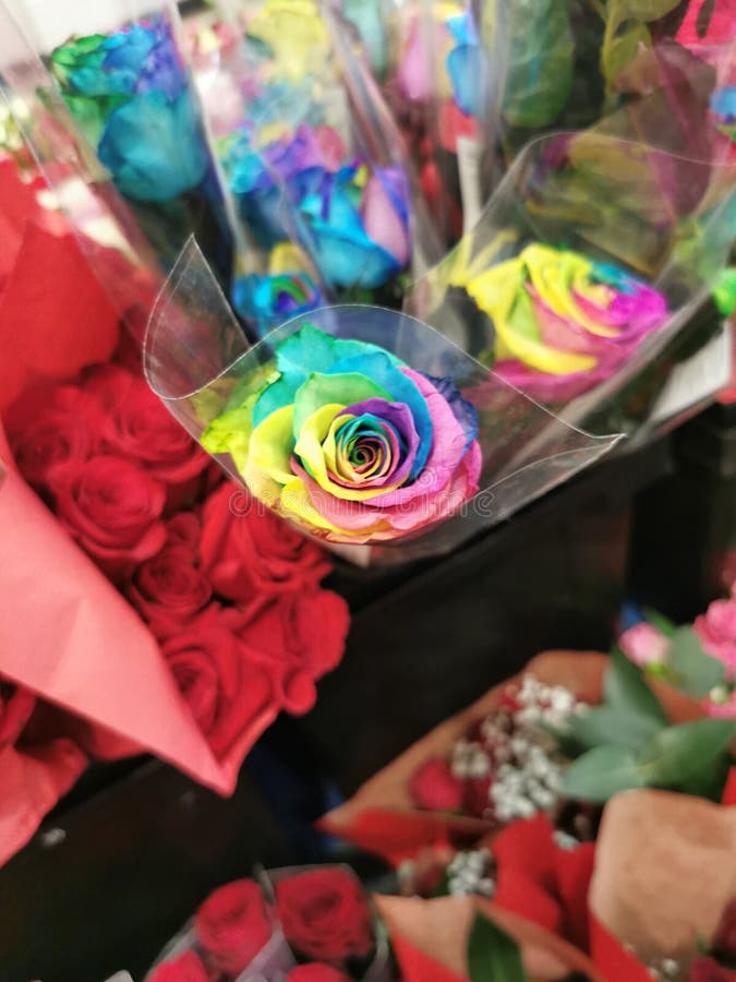 A Proud Rose stock image. Image of purple, lgbtq, lilac - 189376127