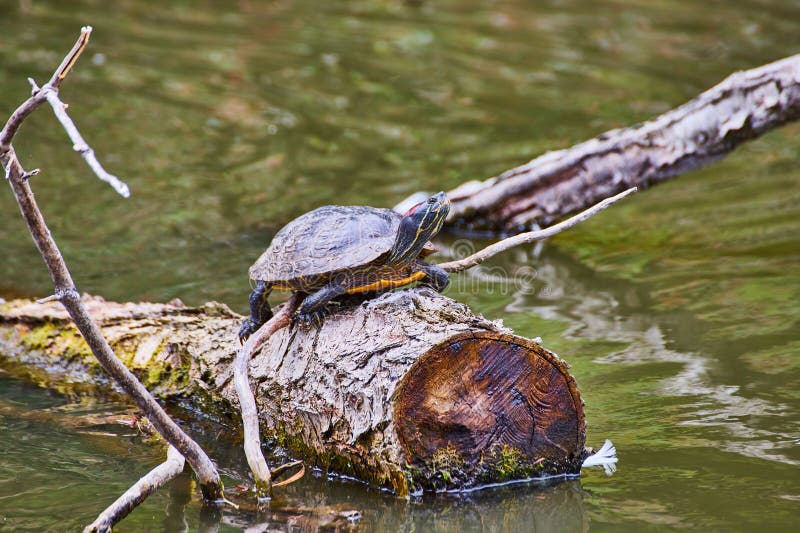 Proud Snapping Turtle Standing on Log in Water Stock Photo - Image of ...