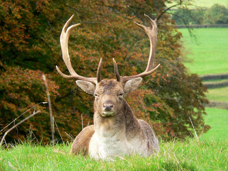 The stag stock photo. Image of tree, mammal, pelt, deer - 401104