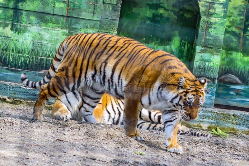 A Proud Tiger Walks in a Zoo Cage Stock Photo - Image of animal ...